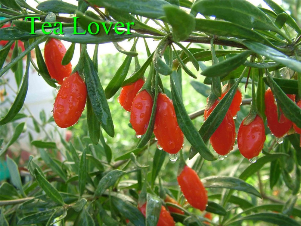Купить Лучший lycium китайский Нинся 100 г органических wolfberry для ...