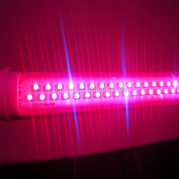 T8 Red Tube Sex Led Vietnam Tube Cinnamon China Osave Price Supplier